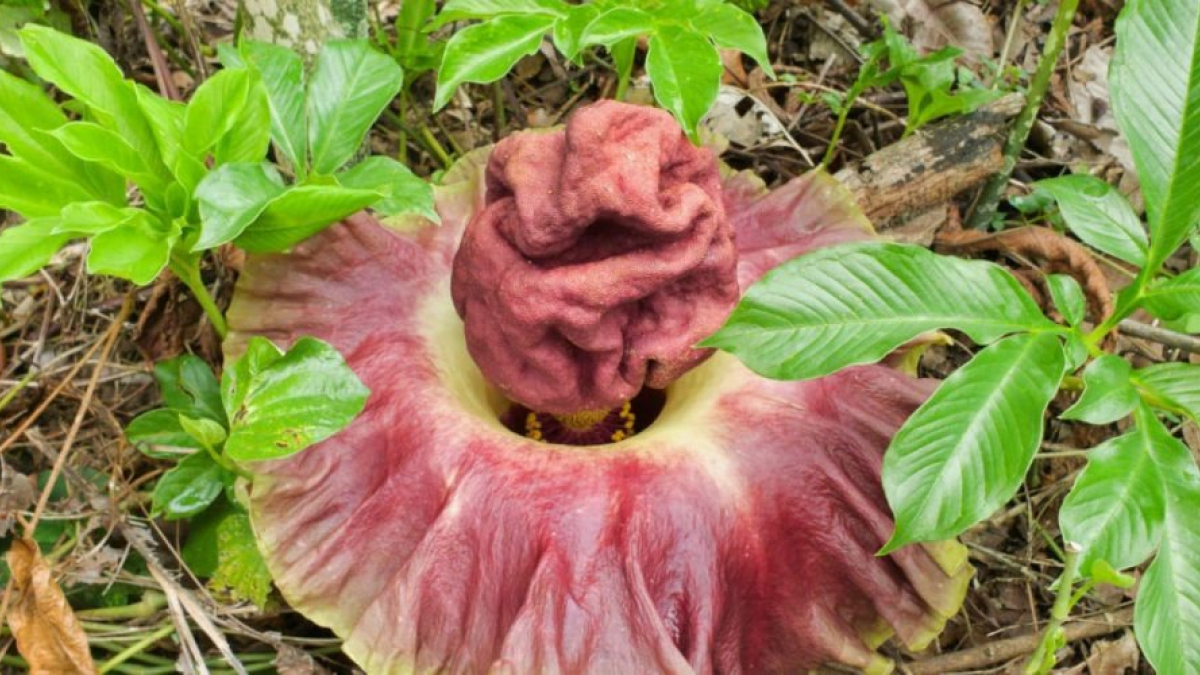 Le Régime Konjac : comment perdre du poids avec un aliment riche en ...